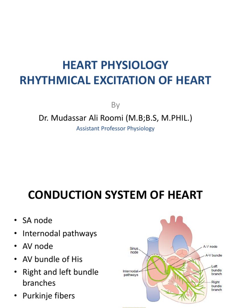 Heart Conduction System Overview | PDF | Heart | Atrium (Heart)