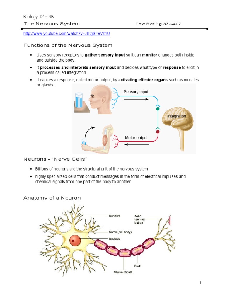 The Nervous System Notes For Inquiry | Download Free PDF | Chemical ...