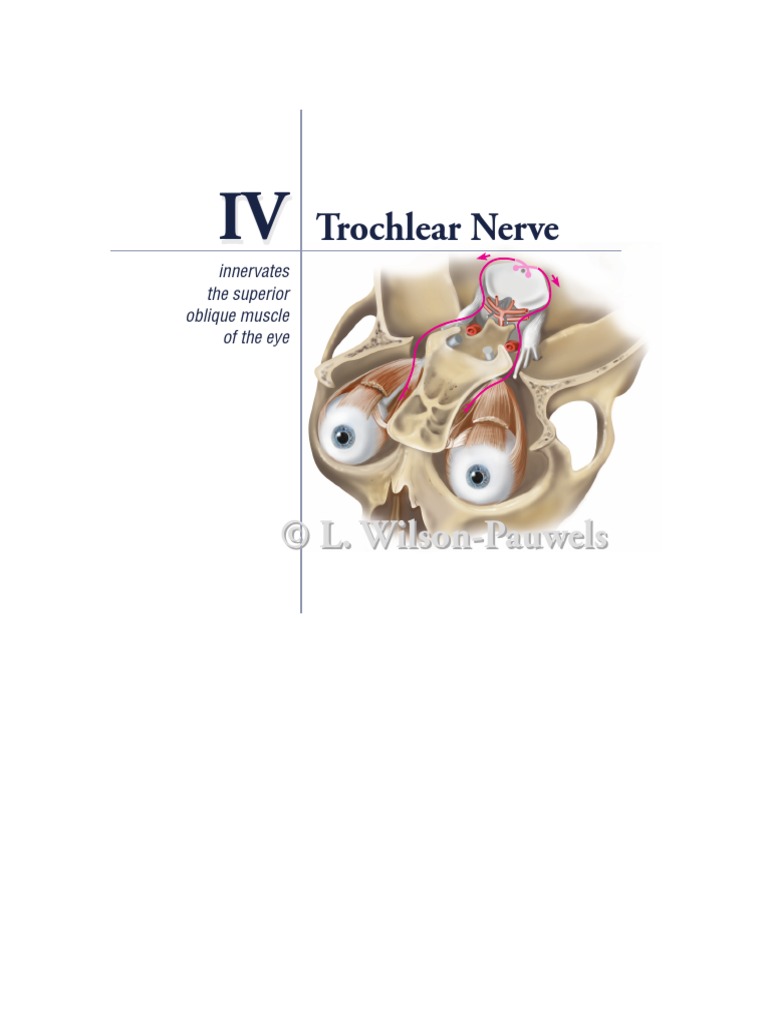 Trochlear Nerve: © L. Wilson-Pauwels | PDF | Brainstem | Primate Anatomy