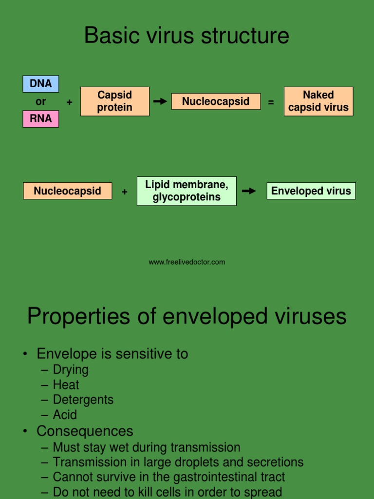 Basic Virus Structure: Capsid Protein Nucleocapsid Naked Capsid Virus ...