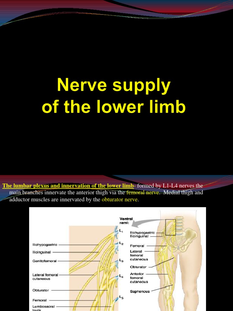 Inervatia Membrului Inferior | Soft Tissue | Lower Limb Anatomy