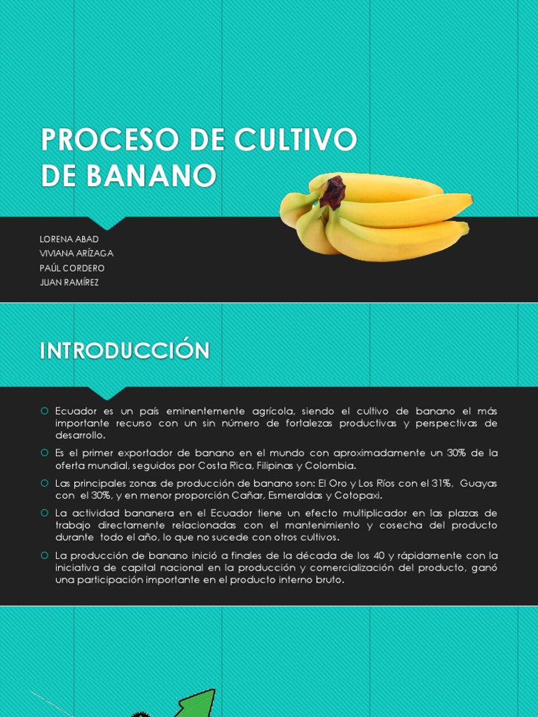 Proceso de Cultivo de Banano | PDF | Pesticida | Contaminación