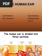 Human Ear Labeling Worksheet | PDF | Ear | Hearing