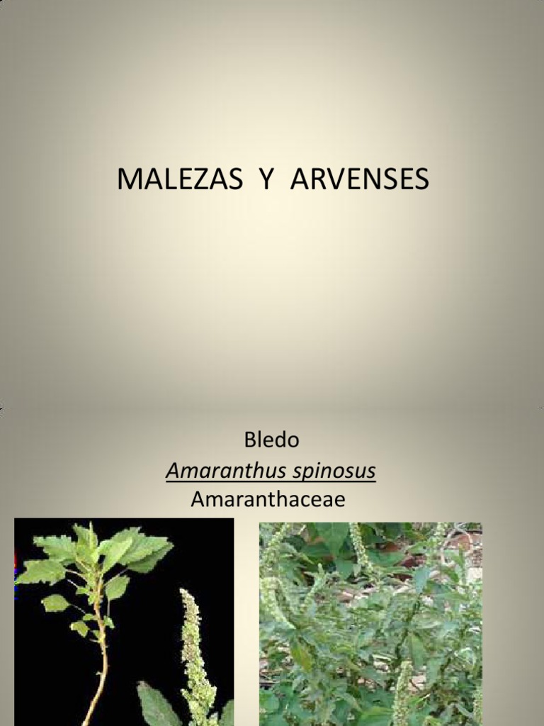 Malezas y Arvenses | PDF