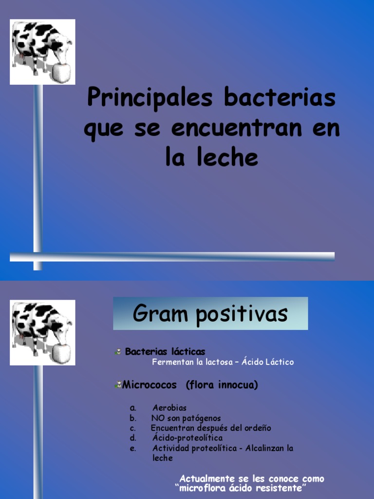 Bacterias en la Leche: Tipos y Efectos | PDF | Leche | Las bacterias