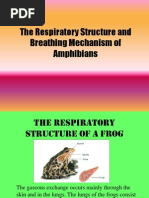 Frog Respiratory System Explained | PDF | Cellular Respiration | Larynx