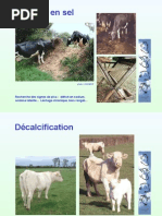Anatomie de l'appareil digestif de la vache | PDF | Bovins domestiques ...
