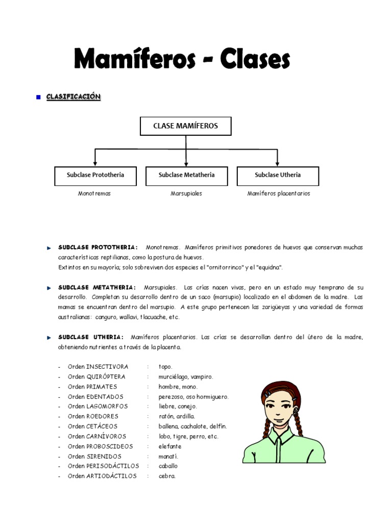 Clasificacion de Los Mamiferos | PDF | Mamíferos | Marsupiales
