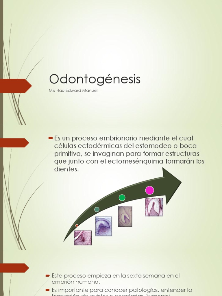 Odontogénesis | Descargar gratis PDF | Diente humano | Boca