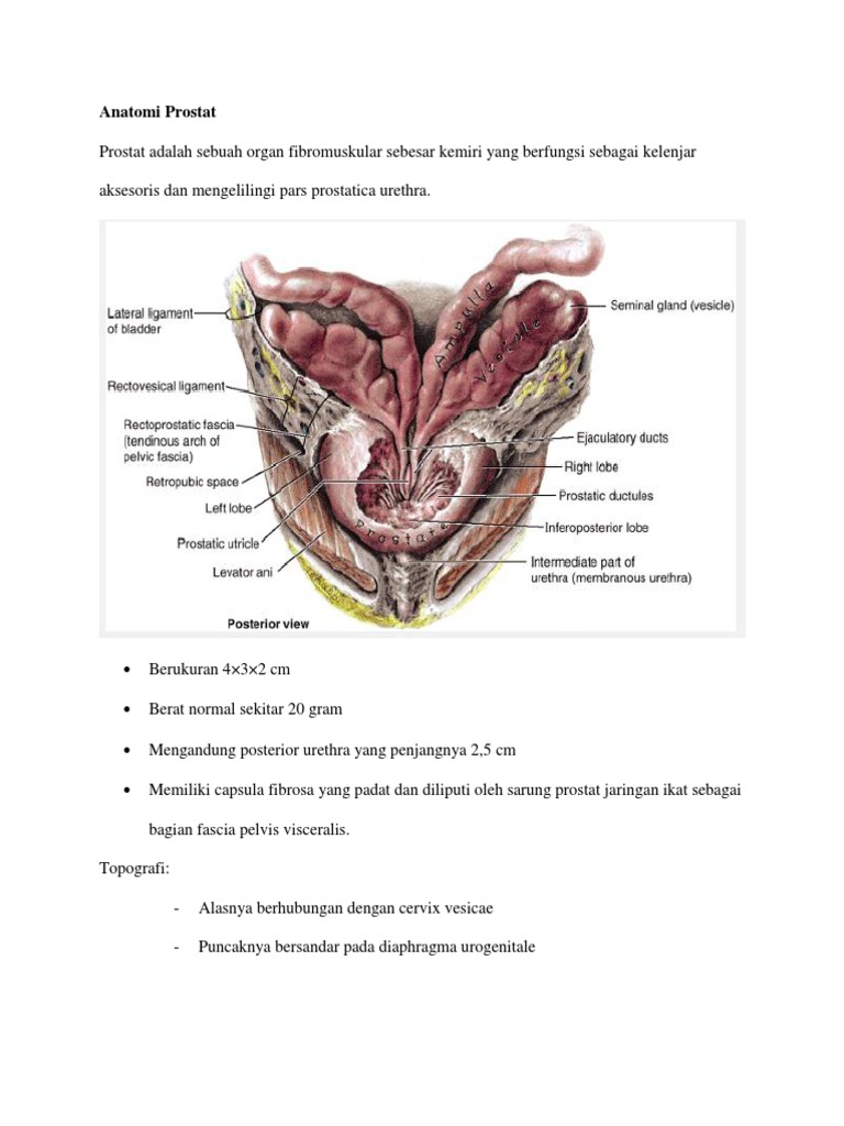 Anatomi Dan Histologi Prostat | PDF