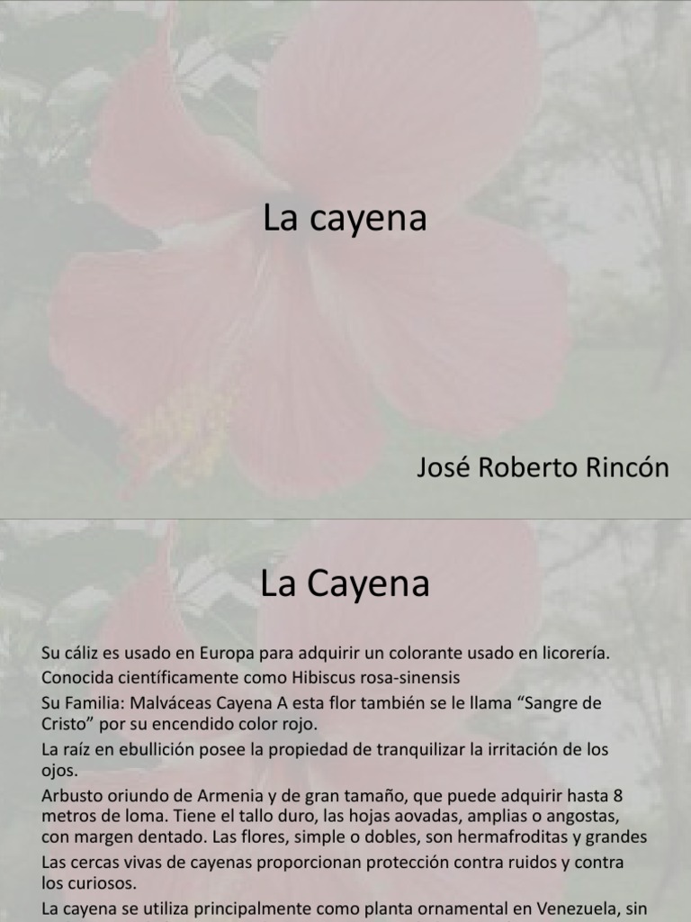 Usos y Beneficios de la Cayena | PDF