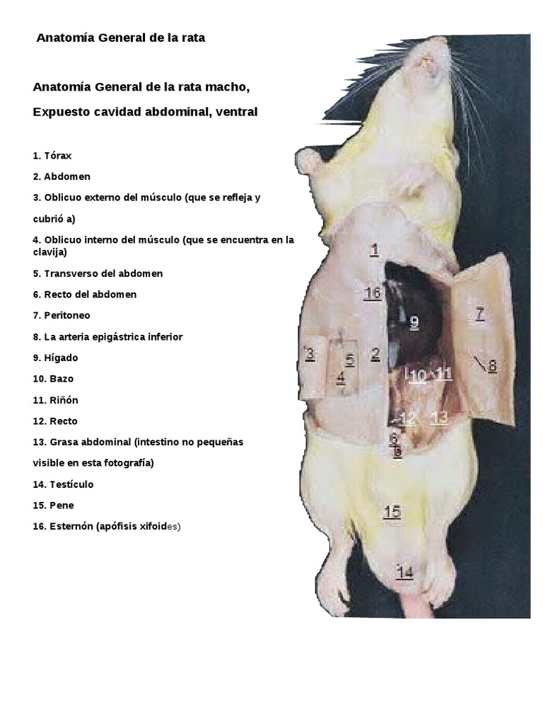Anatomía General de La Rata | PDF
