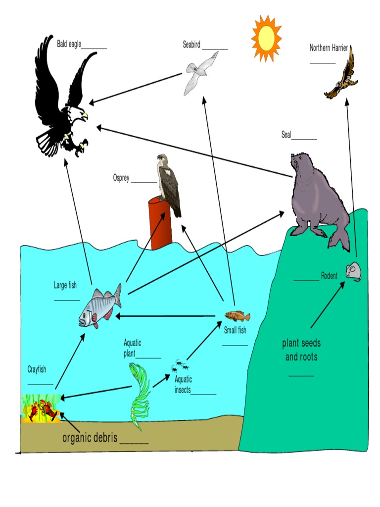 Foodweb Key | Biogeochemistry | Systems Ecology