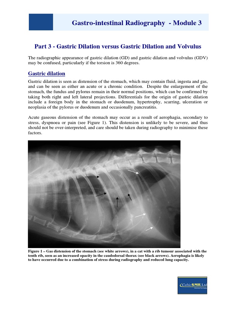 Gastric Dilation vs. GDV Radiography | PDF | Stomach | Gastrointestinal ...