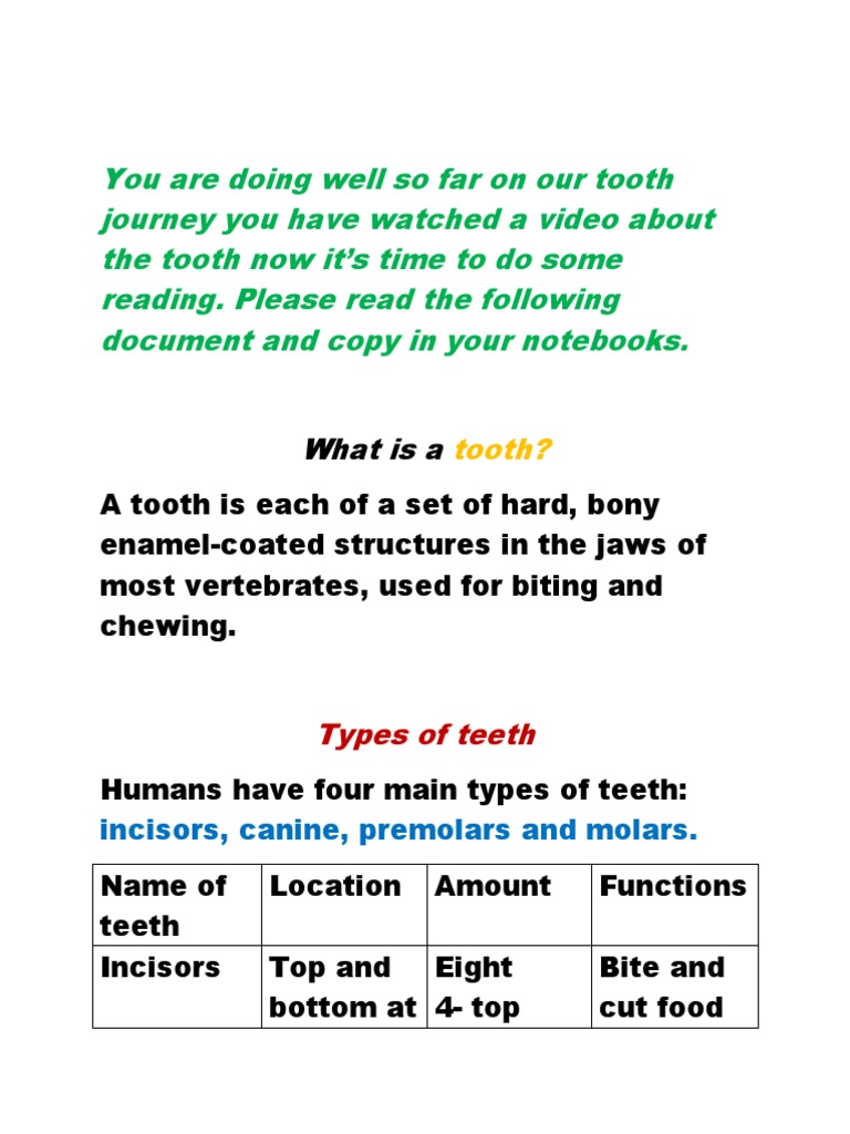 What Is A Tooth | PDF