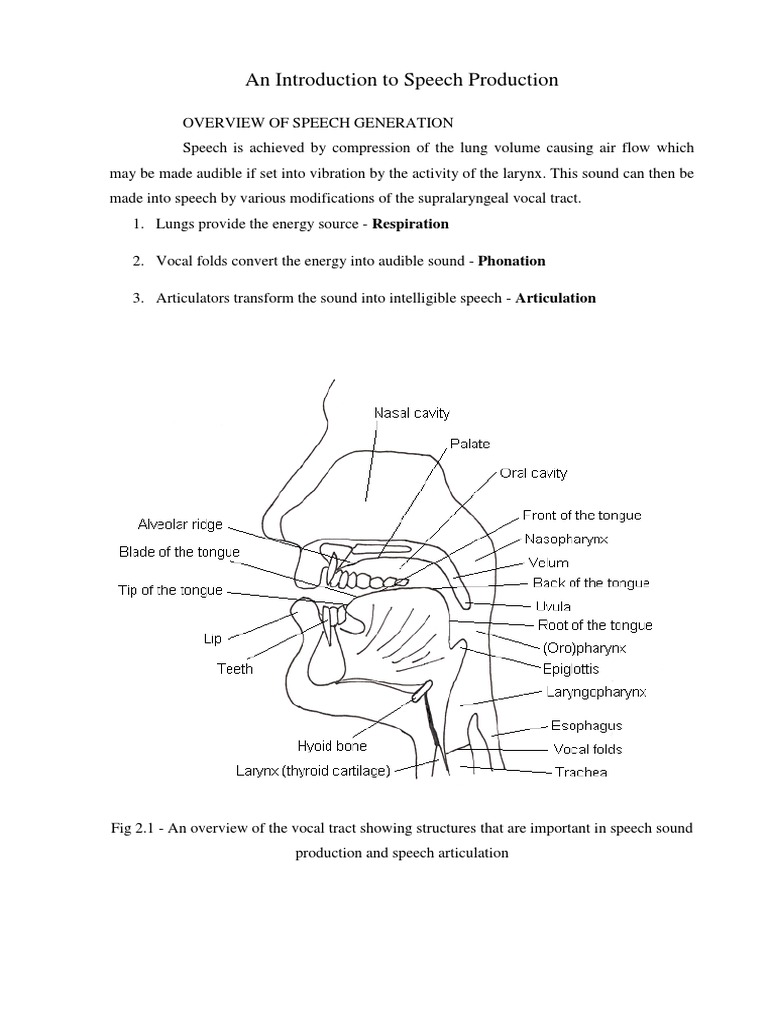 An Introduction To Speech Production | PDF | Consonant | Larynx