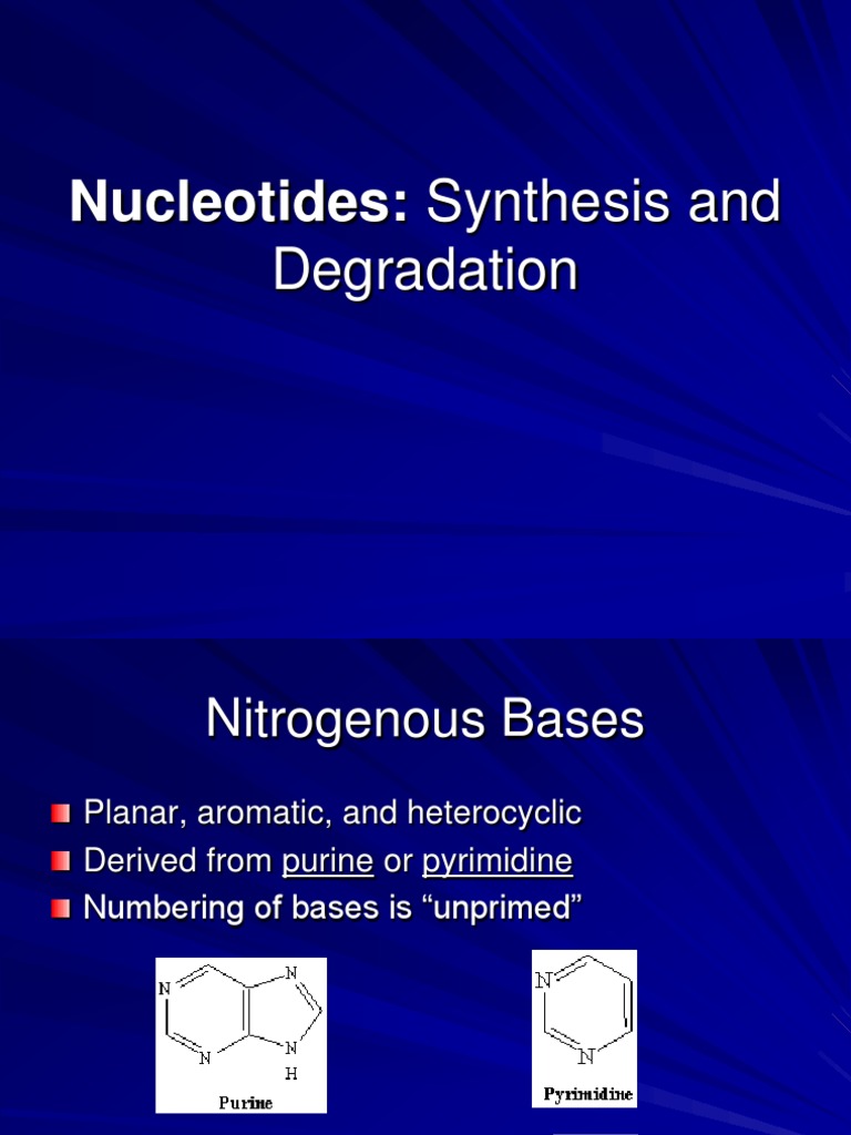 Nucleotides: Synthesis And: Degradation | PDF | Nucleotides | Biosynthesis