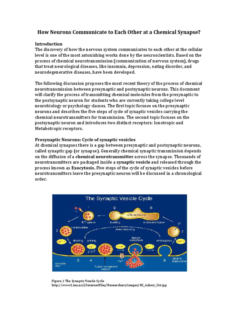 How Neurons Communicate To Each Other at A Chemical Synapse? | PDF ...