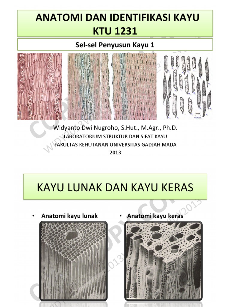 Anatomi Dan Identifikasi Kayu - Pertemuan 6 (Sel-Sel Penyusun Kayu 1 ...