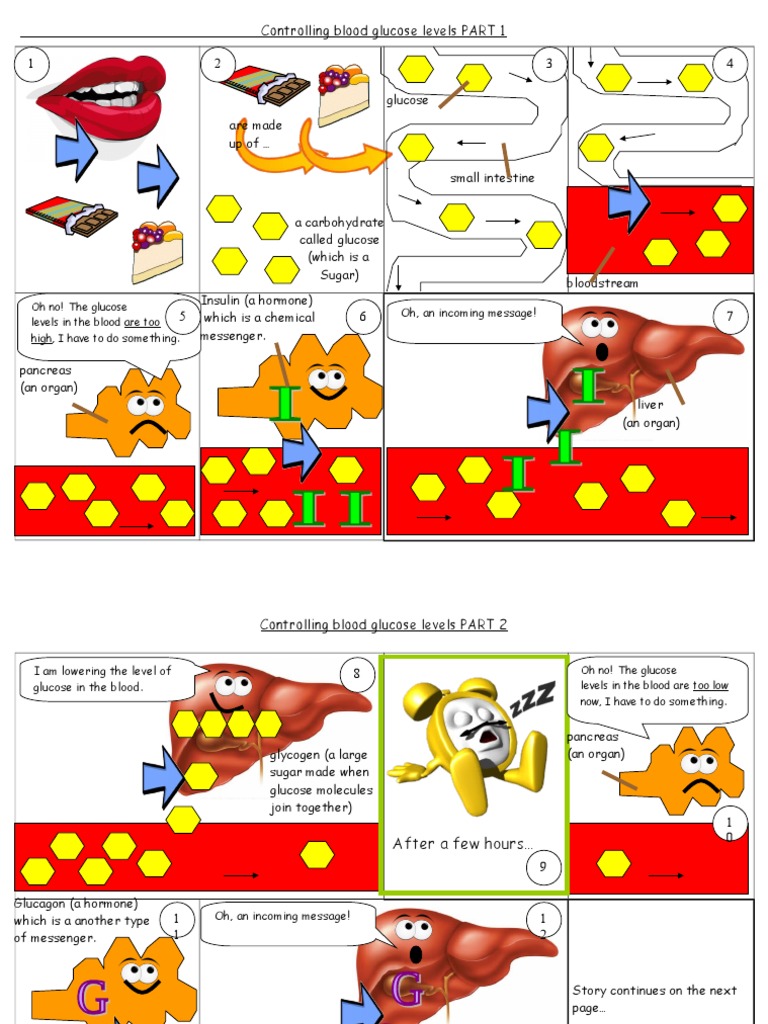 Blood Glucose Control Explained | PDF | Science & Mathematics