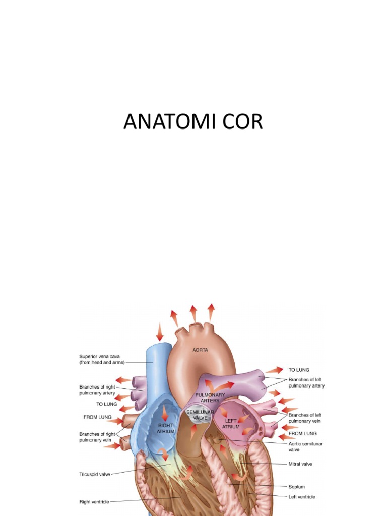 Anatomi Cor | PDF