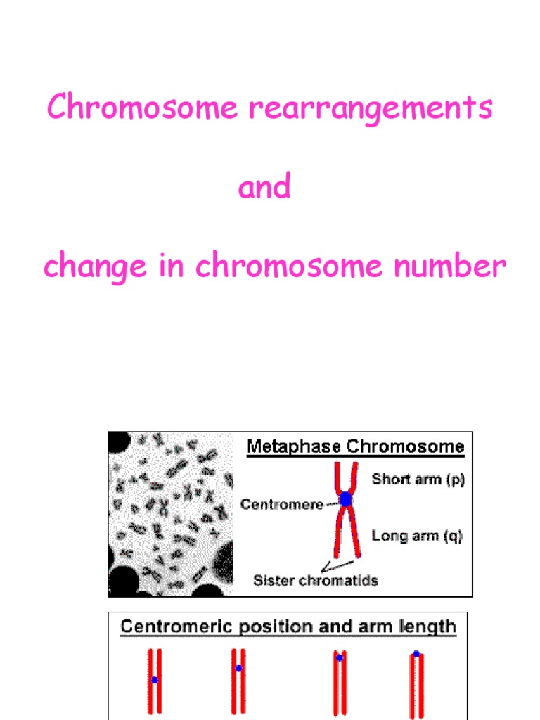 Chromosome Rearrangements and Change in Chromosome Number | PDF ...