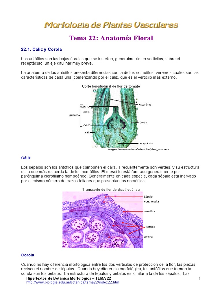 Anatomia de La Flor PDF | PDF | Pétalo | Mitosis