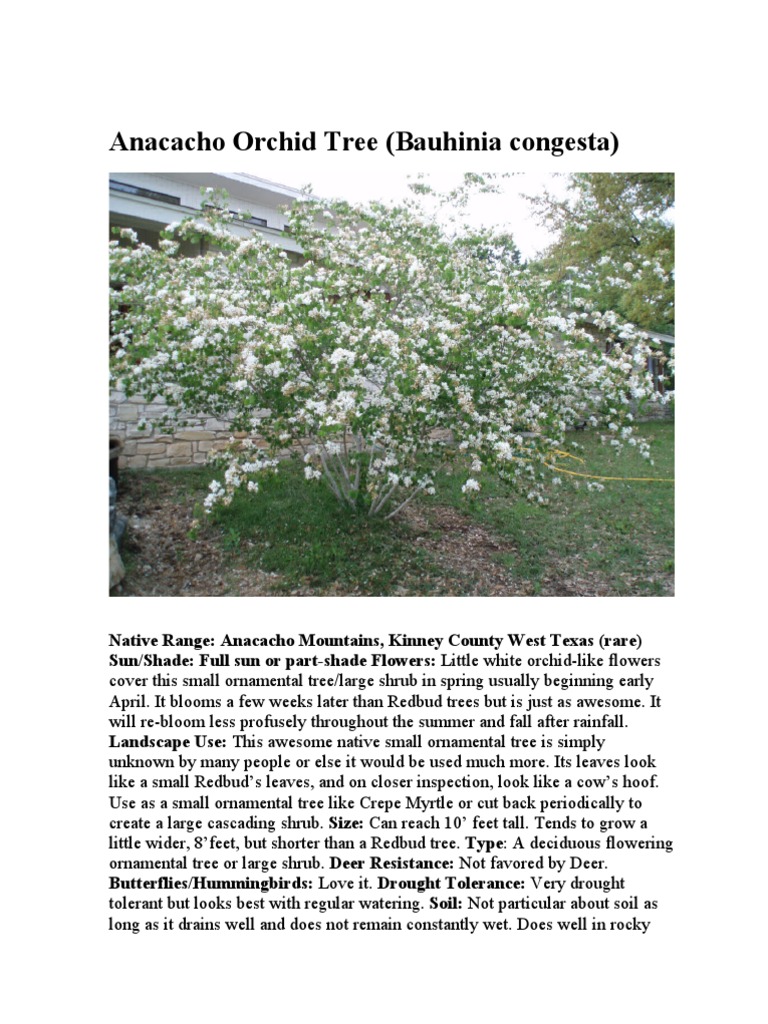 Anacacho Orchid Tree Care Guide | PDF | Home & Garden
