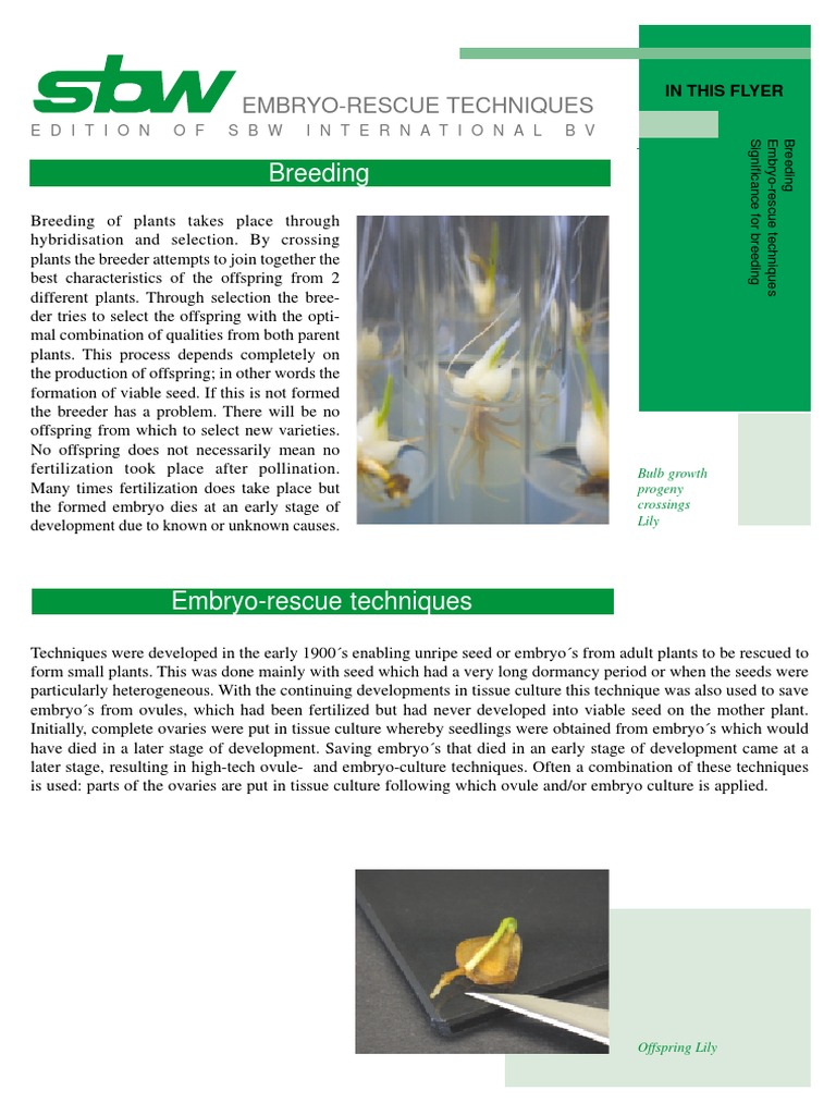 Embryo Rescue Techniques | PDF | Plant Breeding | Seed