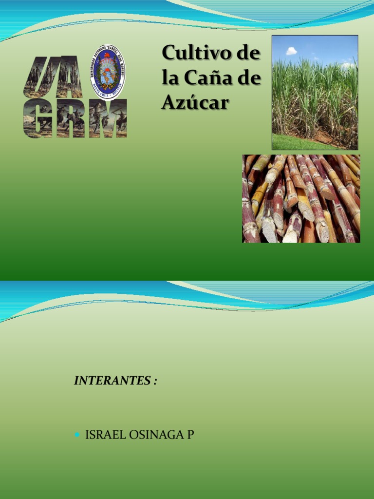 Caña de Azucar PDF | Plantas | Horticultura y jardinería