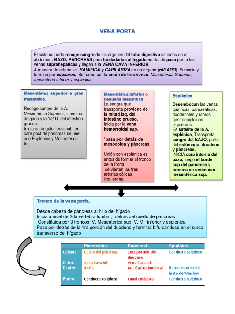 Vena Porta | PDF | Hígado | Páncreas