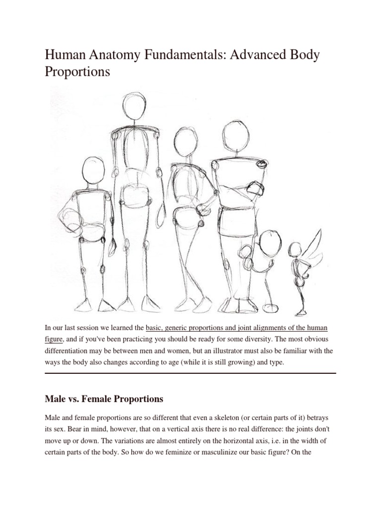 Human Anatomy Advanced Body Proportions | PDF | Puberty | Pelvis
