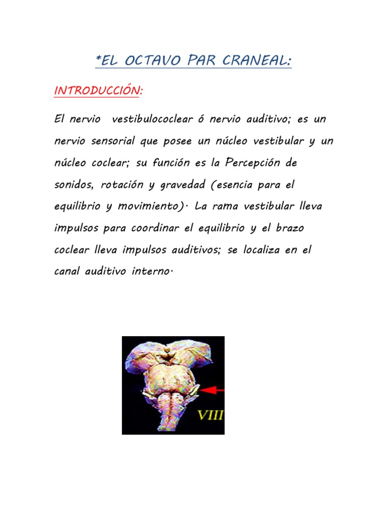 El Octavo Par Craneal | PDF | Sentidos | Cabeza y cuello humanos