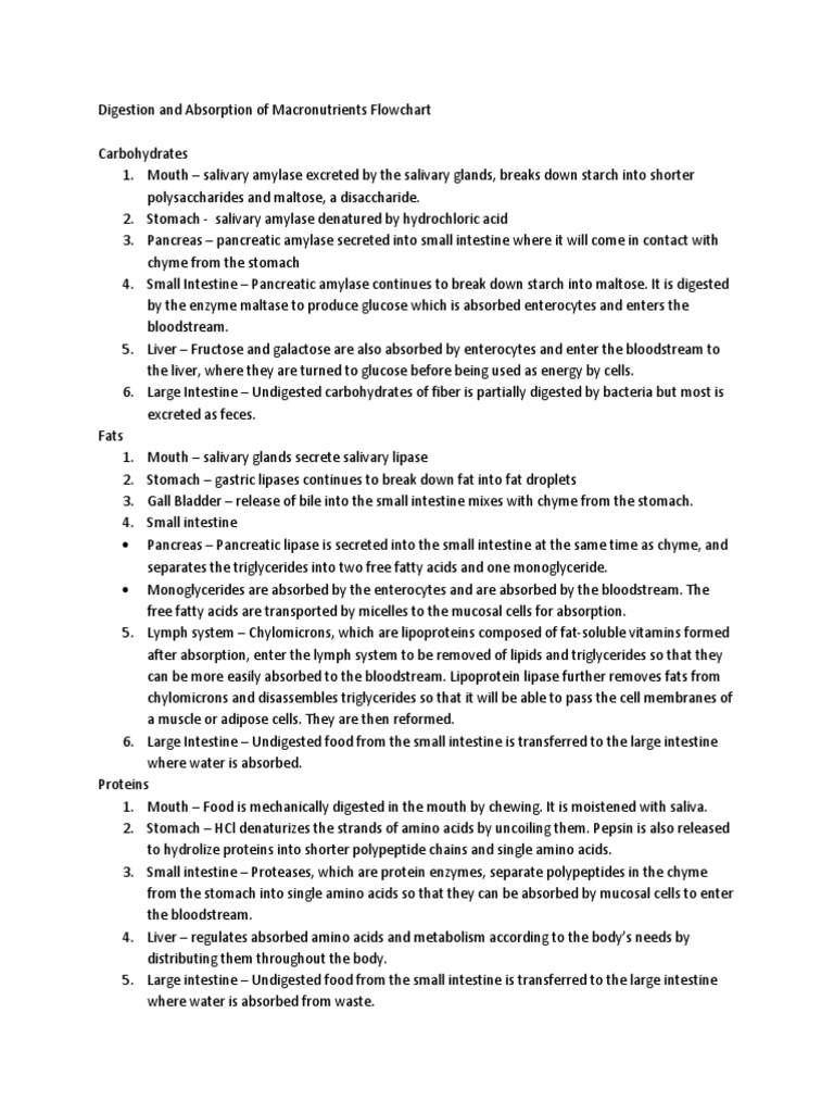 Flowchart of Digestion and Absorption | PDF | Digestion | Stomach