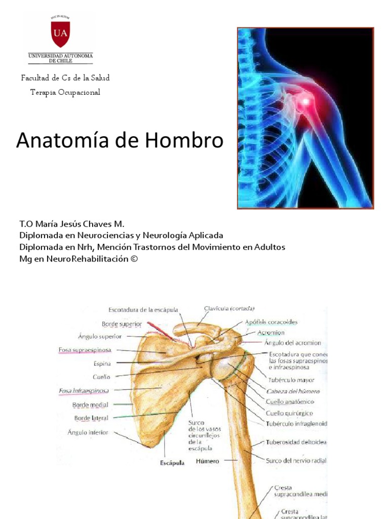Complejo Articular Del Hombro
