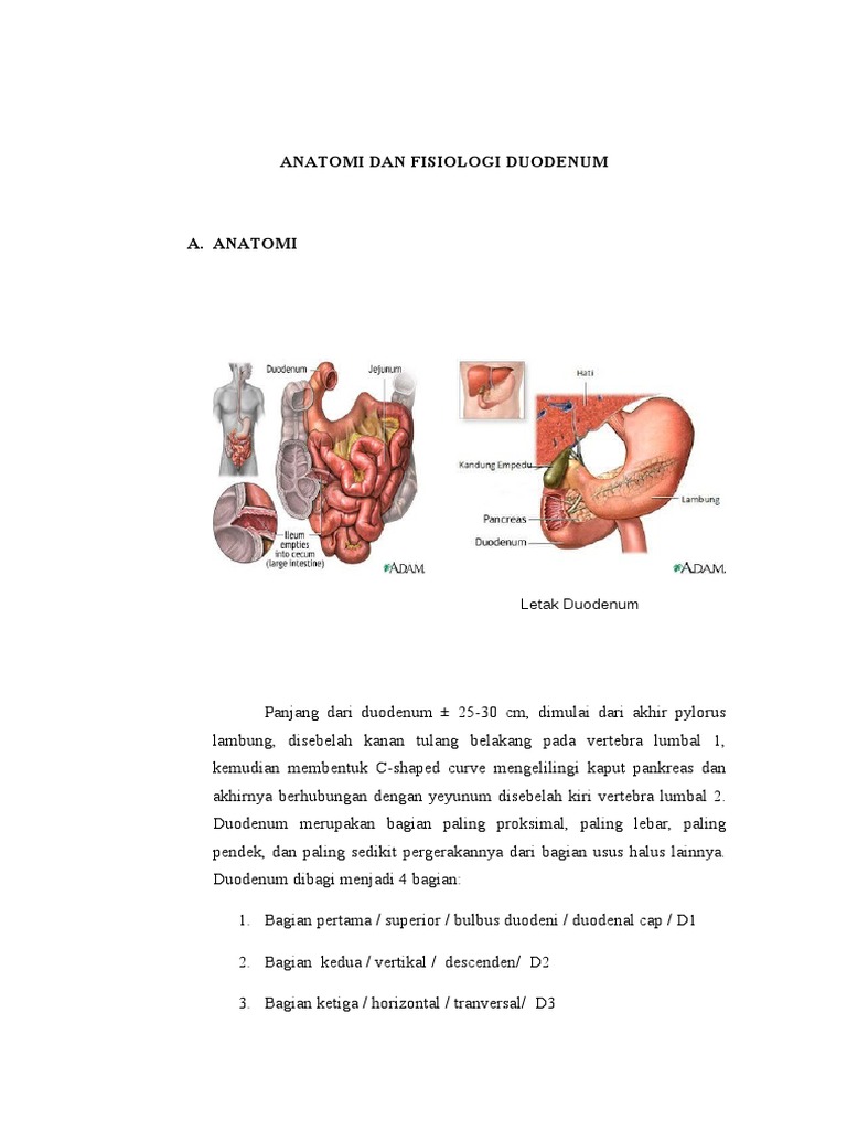 Anatomi Dan Fisiologi Duodenum Print | PDF | Ilmu Sosial