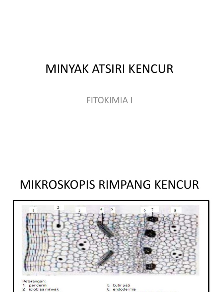 KENCUR | PDF