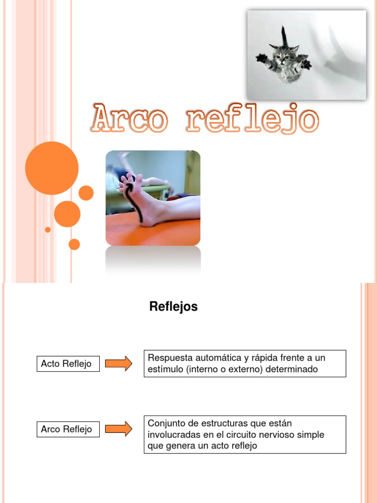 Estructura y Función del Arco Reflejo | PDF | Neurona | Neurociencia