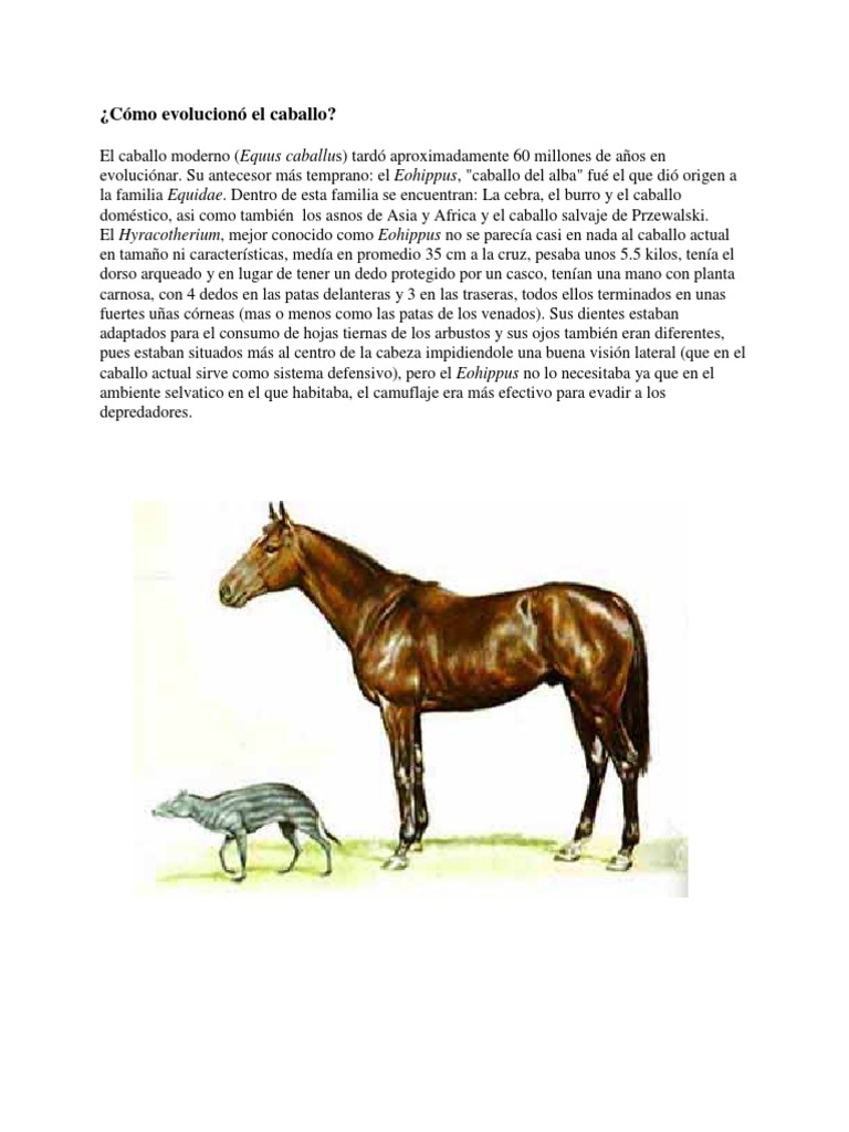 Evolución Del Caballo | PDF