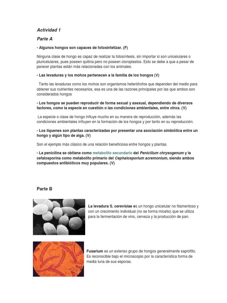 Reino Fungi | PDF | Hongo | Organismos