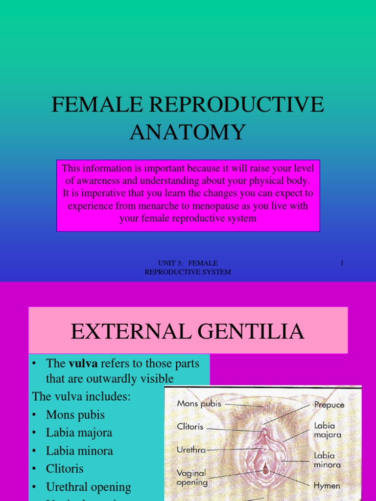 Female Reproductive Anatomy | PDF | Labia | Vagina