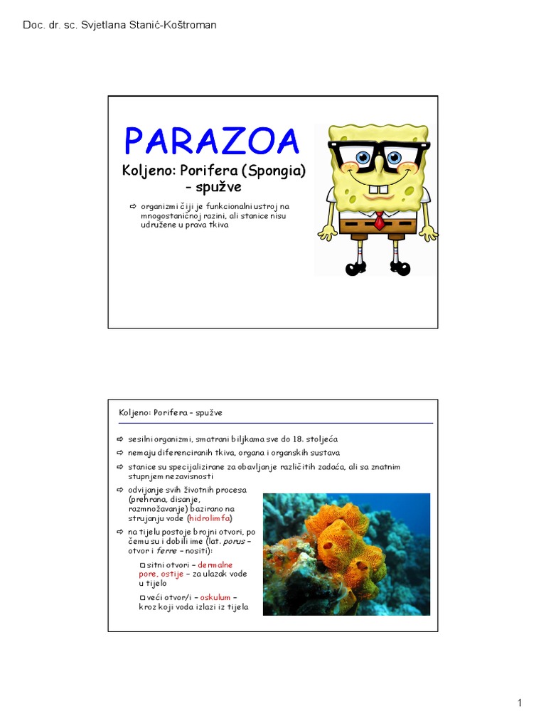 4-PARAZOA, MESOZOA