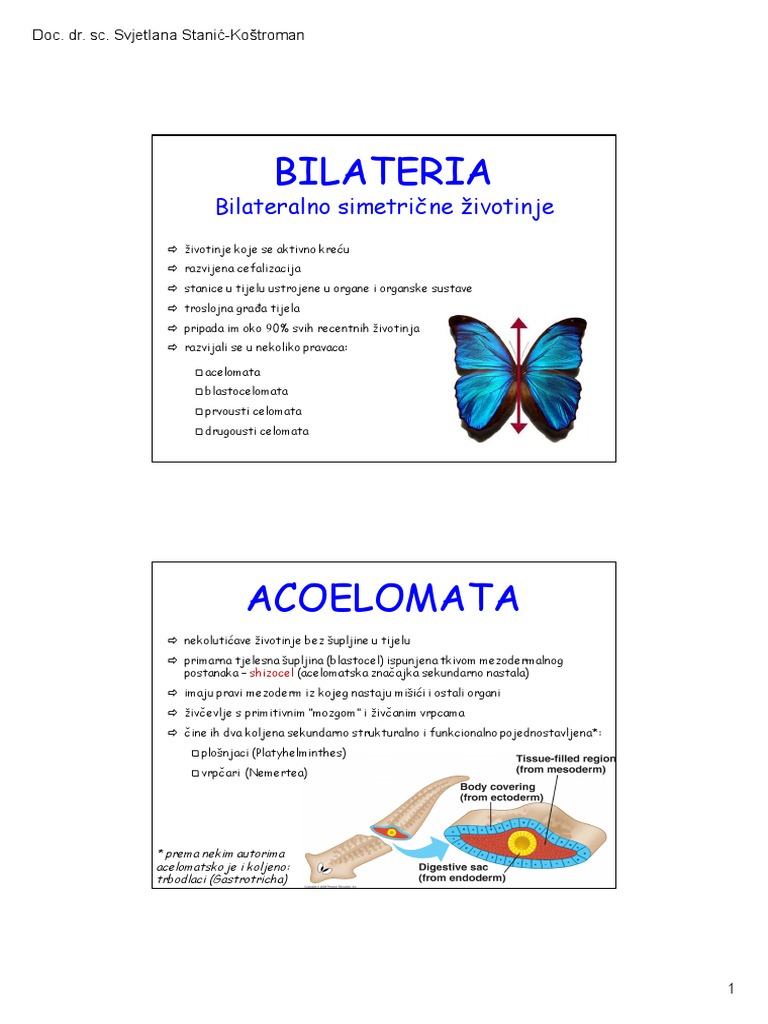 6-Acoelomata, Blastocoelomata | PDF