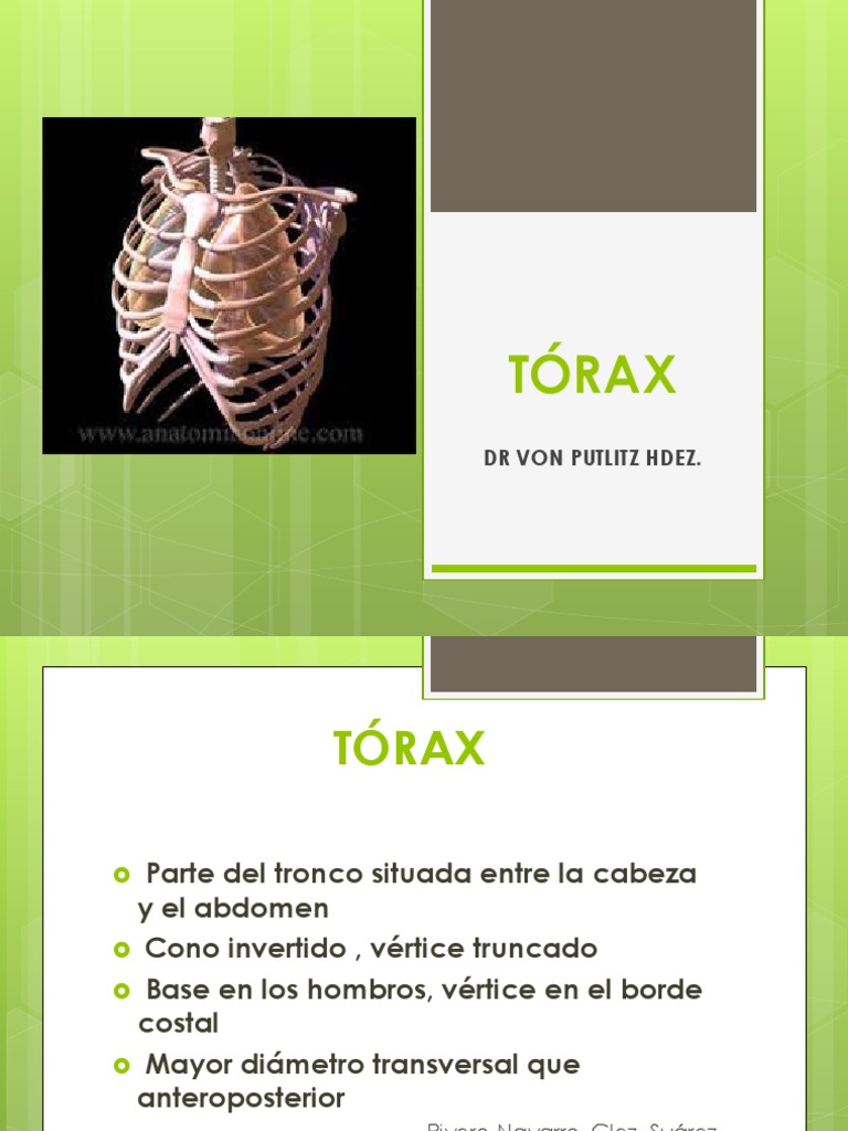 TÓRAX Anatomía de Superficie | Tórax | Cuerpo humano