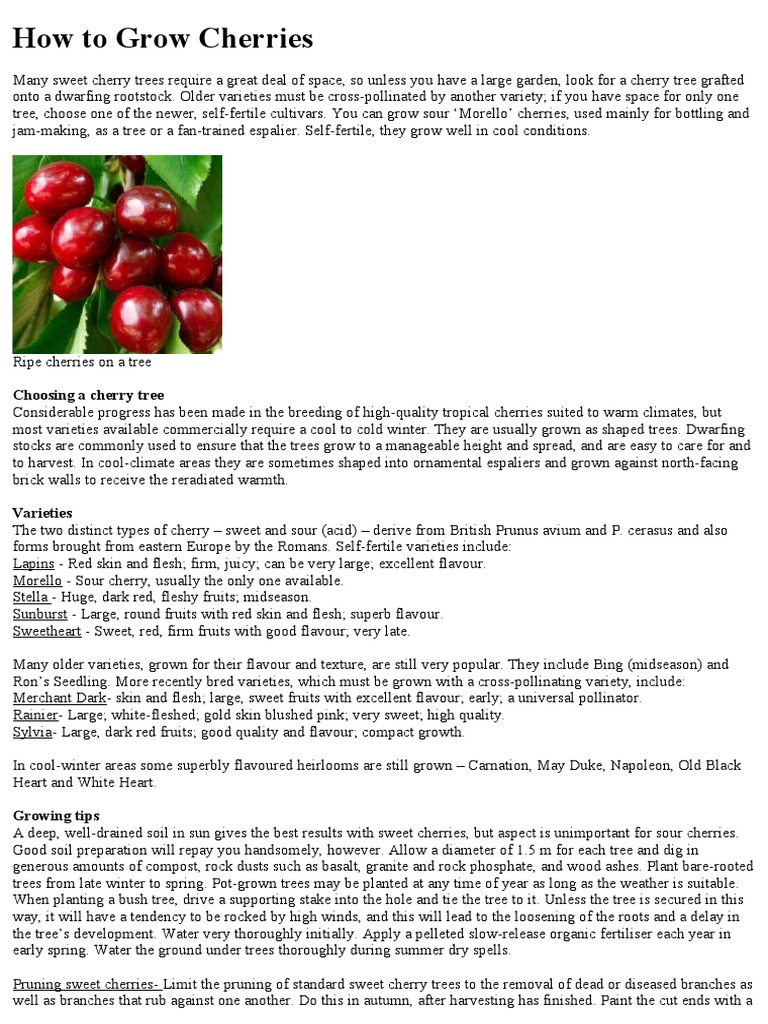 How To Grow Cherries | PDF | Cherry | Horticulture And Gardening