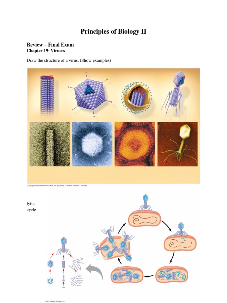 Principles of Biology II: Review - Final Exam | PDF | Plant Stem | Bark