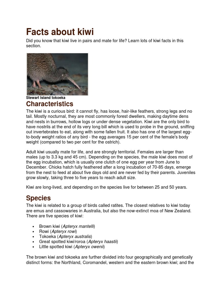 Facts About Kiwi: Characteristics | PDF | New Zealand | Birds