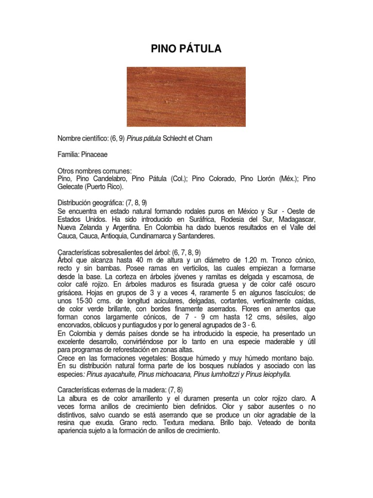 Características y Usos del Pino Pátula | PDF | Arboles | Pino