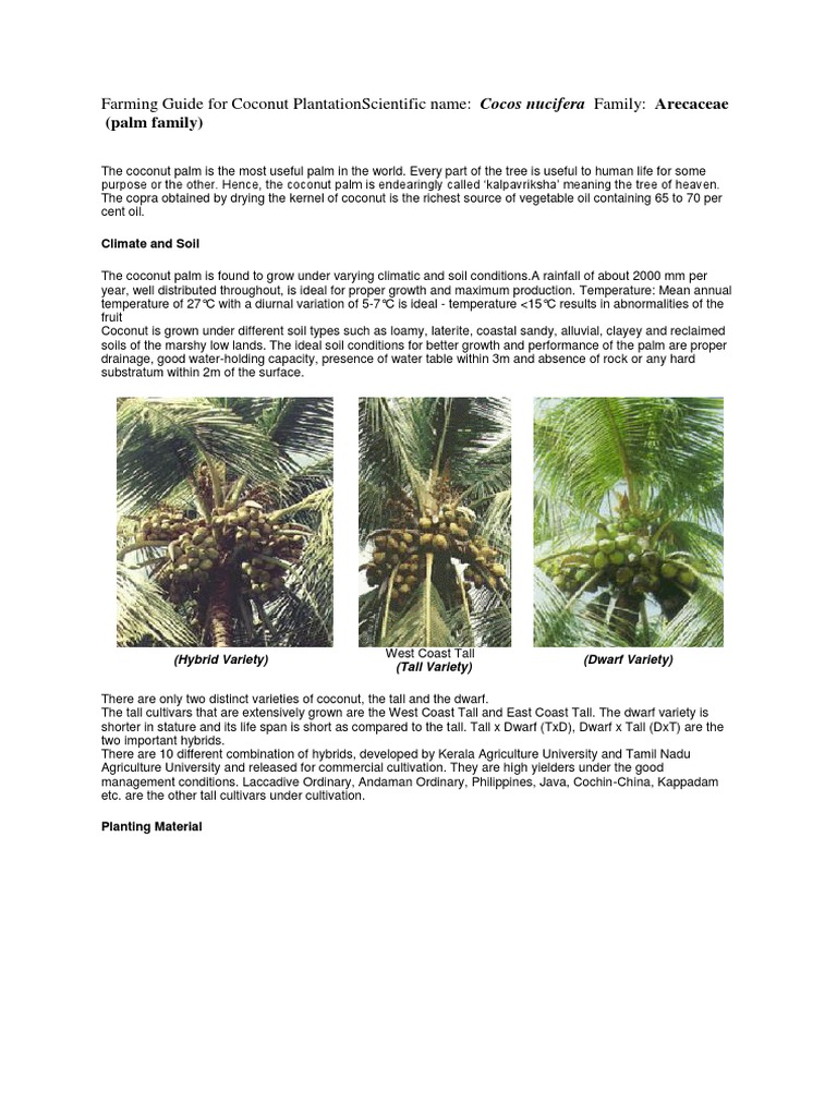 A Comprehensive Guide to Coconut Farming: Varieties, Climate ...