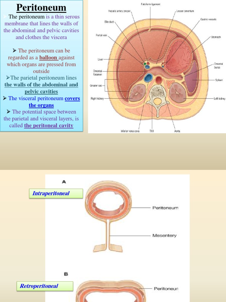 General Arrangement of The Abdominal Viscera | PDF | Stomach | Large ...